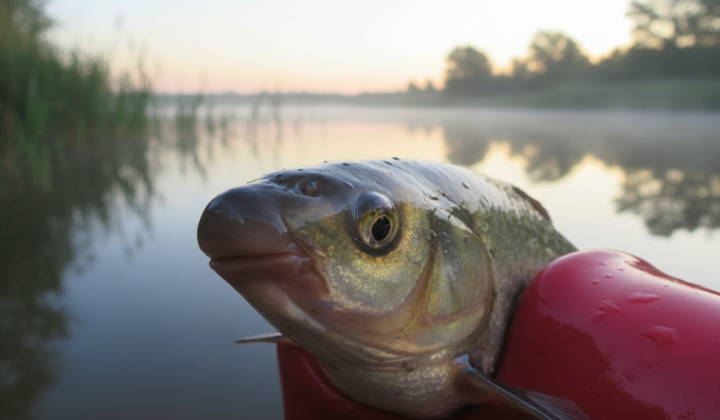 Nutrition expert warned: which fish is dangerous to eat in Ukraine ...