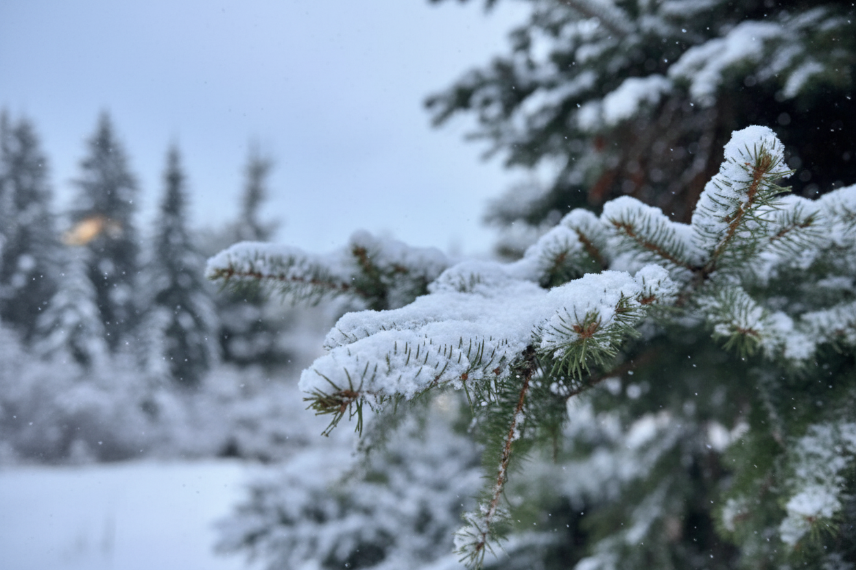 New Year with Frost up to -14: Forecasters Talked About the Cold Snap ...